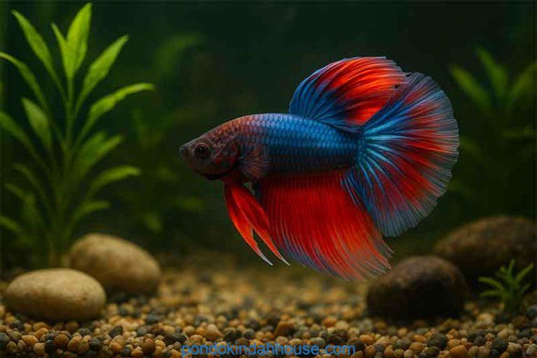 How Long Do Betta Fish Live? Lifespan, Care, and Tips - Pondok Indah House